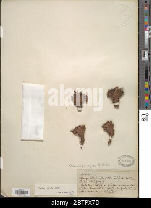 Plantago rigida HBK Plantago rigida HBK Stock Photo - Alamy