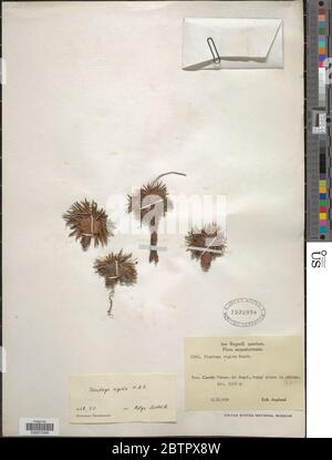 Plantago rigida HBK Stock Photo - Alamy