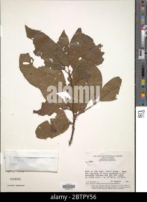 Rhamnus sp Rhamnus sp Stock Photo - Alamy