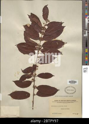 Rhodamnia cinerea Jack Rhodamnia cinerea Jack Stock Photo - Alamy