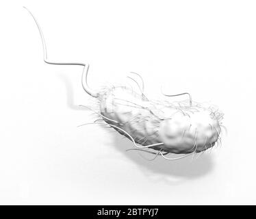 Illustration showing Escherichia coli bacteria (E. coli) with Nucleoid ...