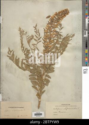Sophora alopecuroides L Sophora alopecuroides L Stock Photo - Alamy