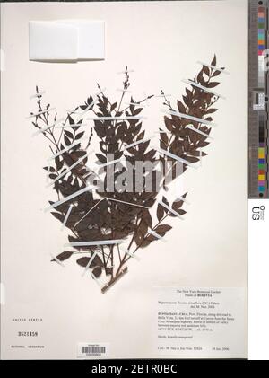 Tecoma tenuiflora DC Fabris Tecoma tenuiflora DC Fabris Stock Photo - Alamy