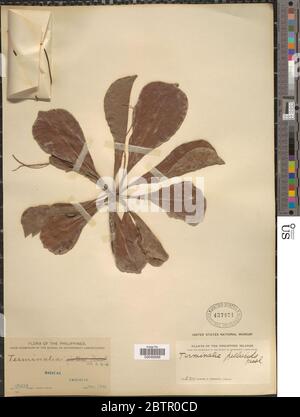 Terminalia pellucida Terminalia pellucida Stock Photo - Alamy