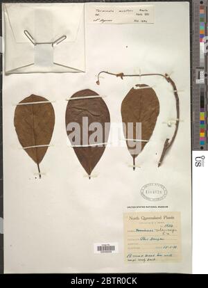 Terminalia muelleri Terminalia muelleri Stock Photo - Alamy