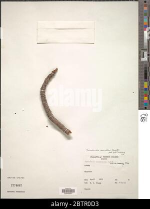 Terminalia muelleri Terminalia muelleri Stock Photo - Alamy