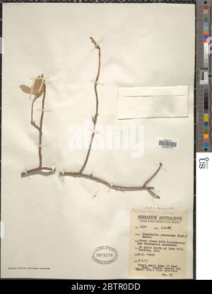 Terminalia canescens Radlk Terminalia canescens Radlk Stock Photo - Alamy