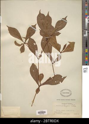 Terminalia lucida Terminalia lucida Stock Photo - Alamy