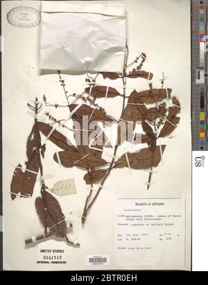 Terminalia sp Terminalia sp Stock Photo - Alamy