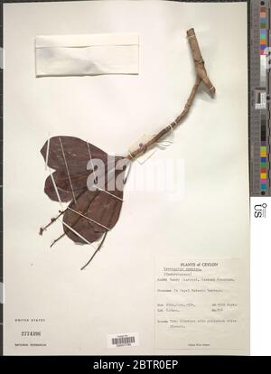 Terminalia sp Terminalia sp Stock Photo - Alamy