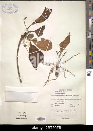 Terminalia sp Terminalia sp Stock Photo - Alamy