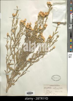 Acroptilon repens L DC Acroptilon repens L DC Stock Photo - Alamy
