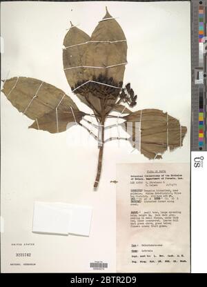 Astronia sp Astronia sp Stock Photo - Alamy