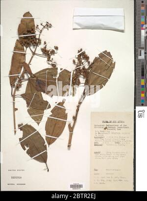 Astronia sp Astronia sp Stock Photo - Alamy