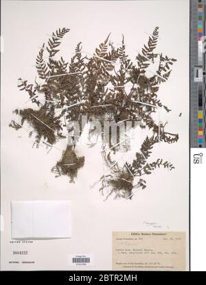 Athyrium sp Athyrium sp Stock Photo - Alamy