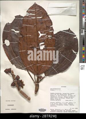 Blakea sp Blakea sp Stock Photo - Alamy
