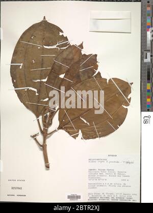 Blakea sp Blakea sp Stock Photo - Alamy