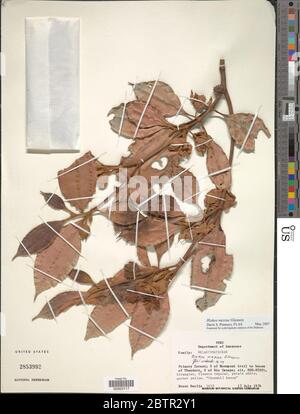 Blakea mexiae Gleason Stock Photo - Alamy