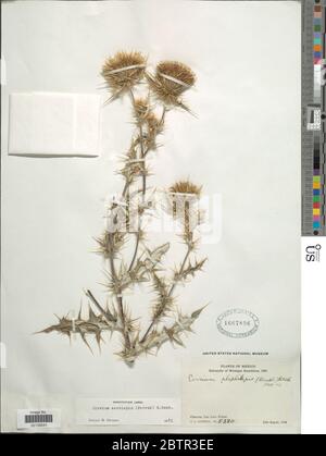 Cirsium acrolepis Petr GB Ownbey Cirsium acrolepis Petr GB Ownbey Stock ...