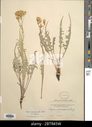 Crepis acuminata Nutt Stock Photo - Alamy