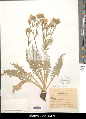Crepis occidentalis Nutt Crepis occidentalis Nutt Stock Photo - Alamy