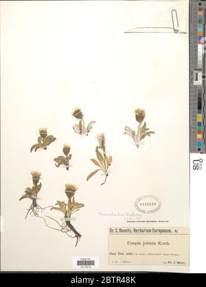 Crepis rhaetica, Asteraceae Stock Photo - Alamy