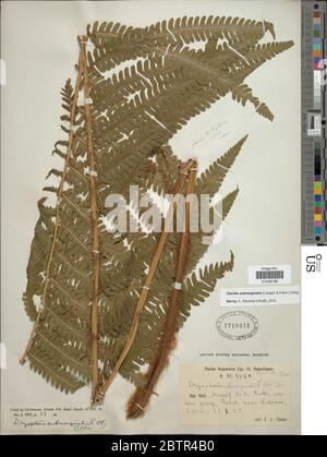 Ctenitis submarginalis Langsd Fisch Ching var submarginalis Ctenitis ...