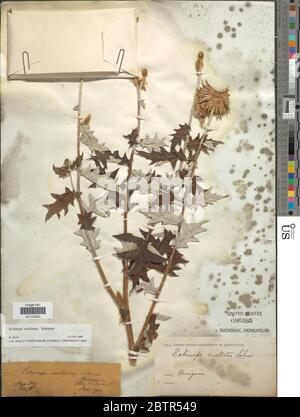 Echinops exaltatus is a species of flowering plant from the Asteraceae ...