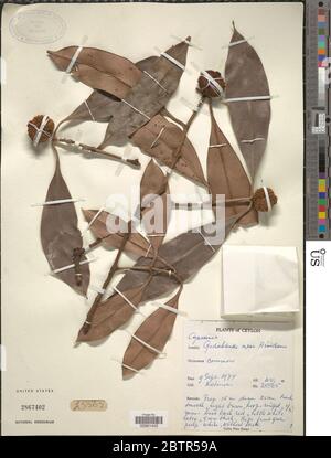 Garcinia sp Garcinia sp Stock Photo - Alamy