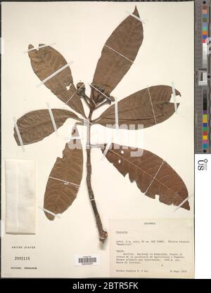 Gustavia sp Gustavia sp Stock Photo - Alamy