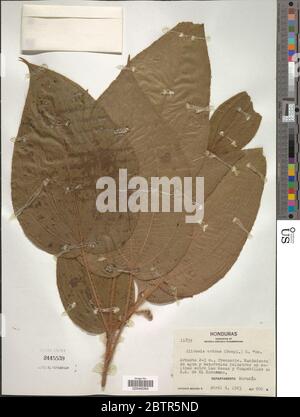 Heterotrichum octonum Bonpl DC Heterotrichum octonum Bonpl DC Stock ...