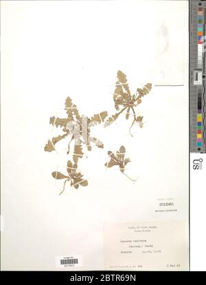 Launaea capitata Spreng Dandy Launaea capitata Spreng Dandy Stock Photo ...