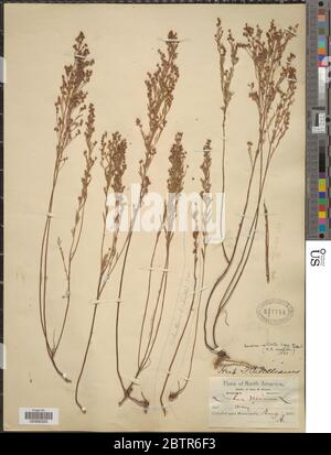 Lechea stricta Legg Lechea stricta Legg Stock Photo - Alamy