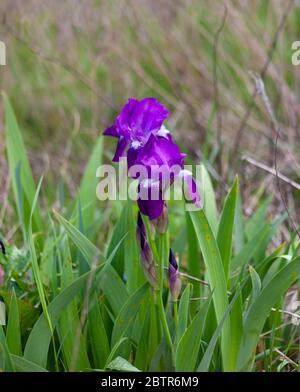 violet irises in flower bed closeup on sunny summer day (focus on the ...