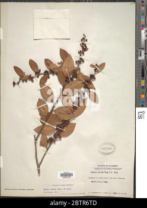 Lyonia lucida K Koch Stock Photo - Alamy