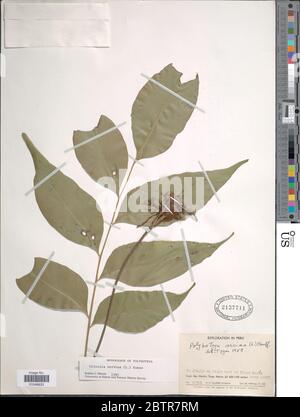 Olfersia cervina L Kunze Olfersia cervina L Kunze Stock Photo - Alamy