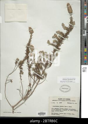 Piloblephis rigida Bartram ex Benth Raf Piloblephis rigida Bartram ex ...