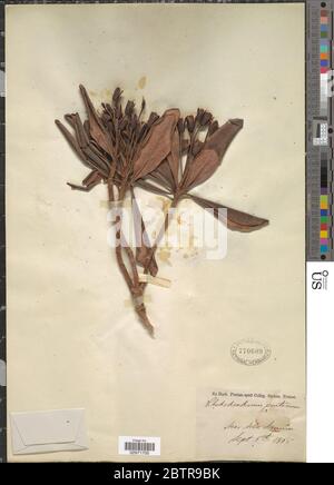 Rhododendron Luteum Sweet, Yellow Azalea or Honeysuckle Azalea blooming ...