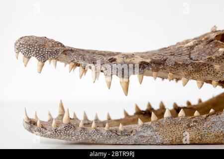 Scary dead crocodile head skull dried souvenir on metal table showing ...