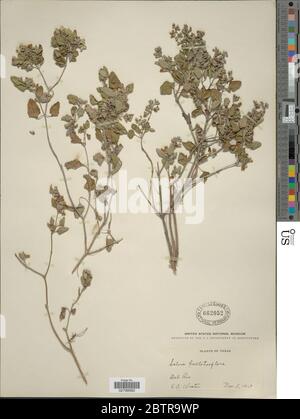 Salvia ballotaeflora Benth Salvia ballotaeflora Benth Stock Photo - Alamy