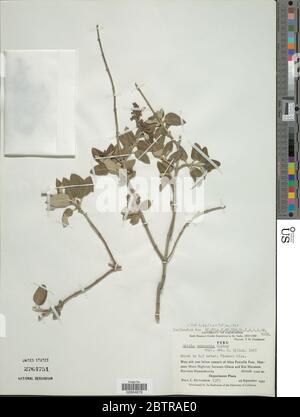 Salvia ochrantha Epling Salvia ochrantha Epling Stock Photo - Alamy