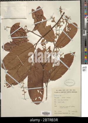 Shorea sp Shorea sp Stock Photo - Alamy