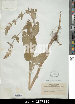Stachys albens A Gray Stachys albens A Gray Stock Photo - Alamy