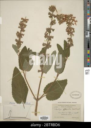Stachys chamissonis Benth Stachys chamissonis Benth Stock Photo - Alamy