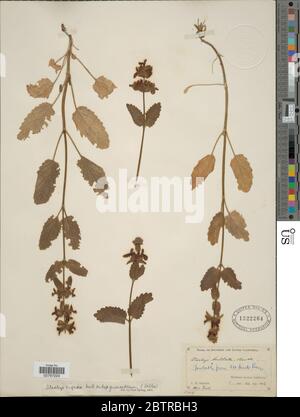 Stachys rigida Stachys rigida Stock Photo - Alamy