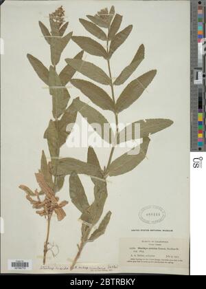 Stachys rigida Stachys rigida Stock Photo - Alamy