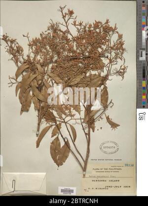 Vatica mangachapoi Blanco Vatica mangachapoi Blanco Stock Photo - Alamy