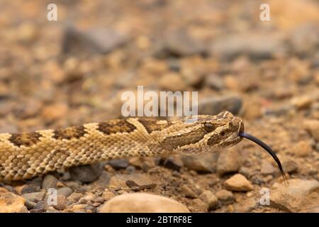 Western rattlesnake (Crotalus viridus) in Lower Owyhee River canyon ...