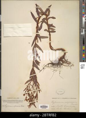 Hypericum adpressum Hypericum adpressum Stock Photo - Alamy