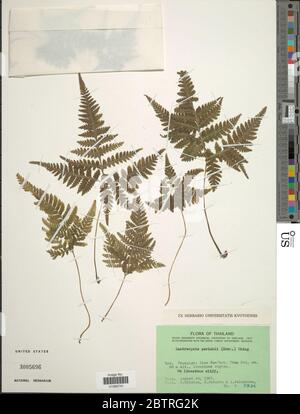 Lastreopsis parrishii Hook Ching Lastreopsis parrishii Hook Ching Stock ...